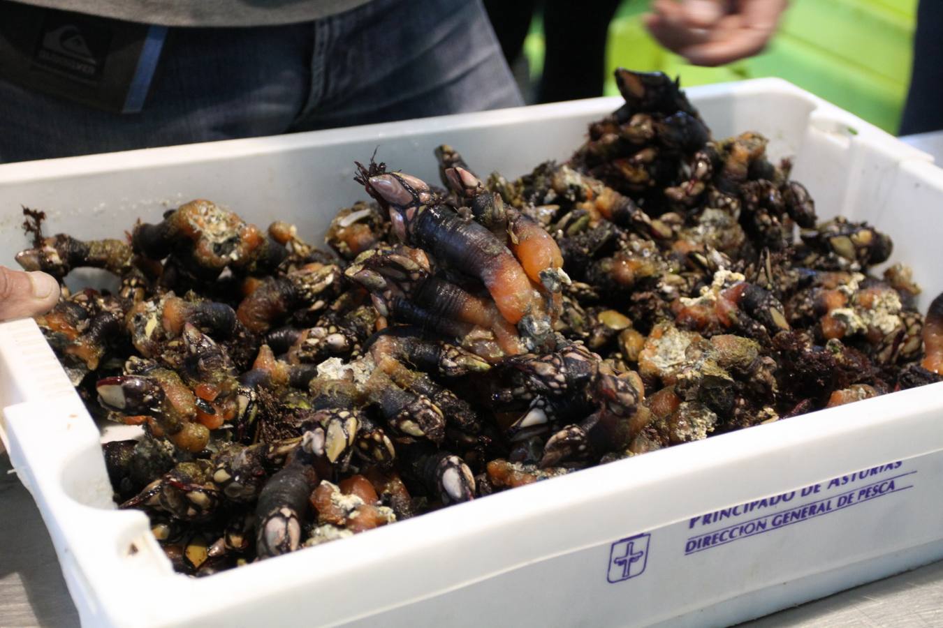 El primer percebe de la temporada - elcomercio.es