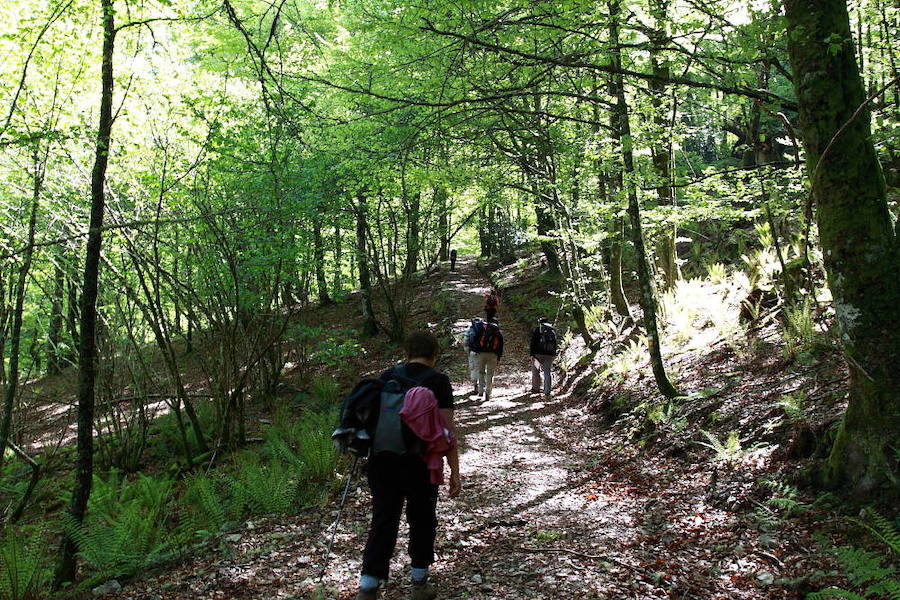 Bosque de Moal | El Comercio