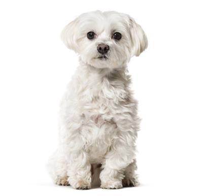 Las mejores razas de perro para convivir con los más pequeños de la ...