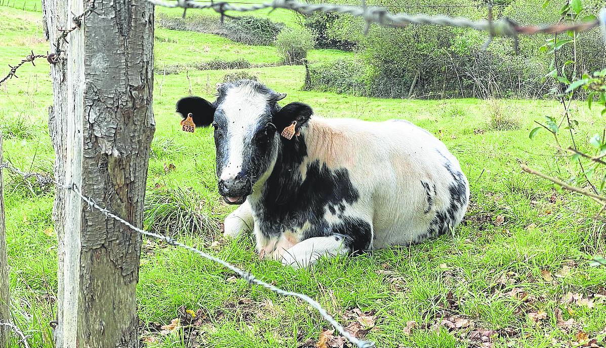 Mugido De Vaca