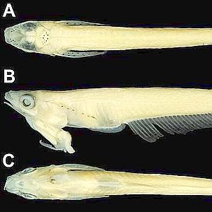Descubren un pez 'cabeza-pene' en Vietnam | El Comercio