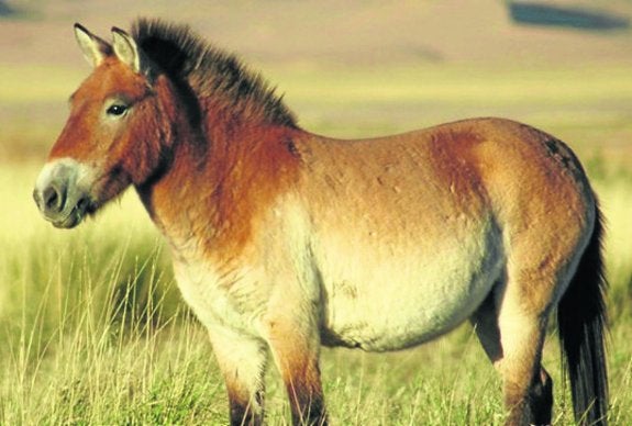 Tras la pista del cebro ibérico | El Comercio