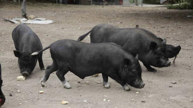 El cerdo vietnamita se extiende por el monte asturiano | El Comercio